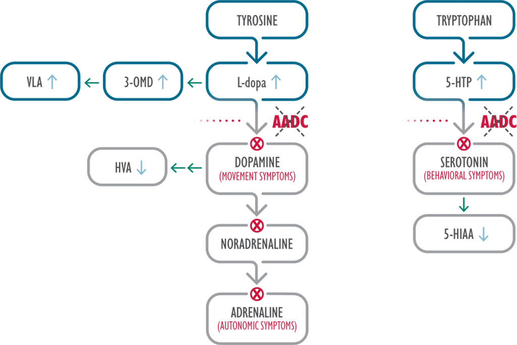 AADC Insights – Understanding and diagnosing AADC